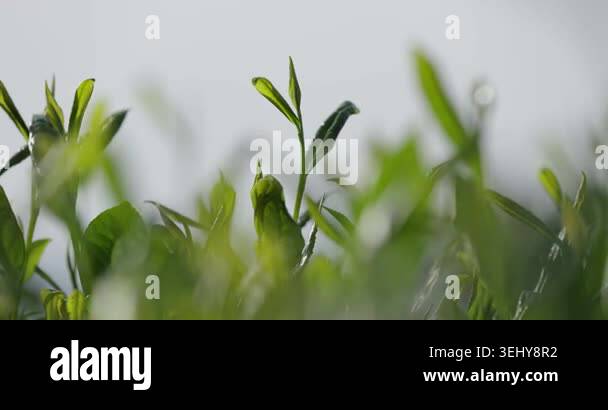 Green tea shoots grow in spring, China Stock Video Footage - Alamy