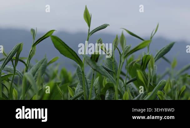 Green tea shoots grow in spring, China Stock Video Footage - Alamy