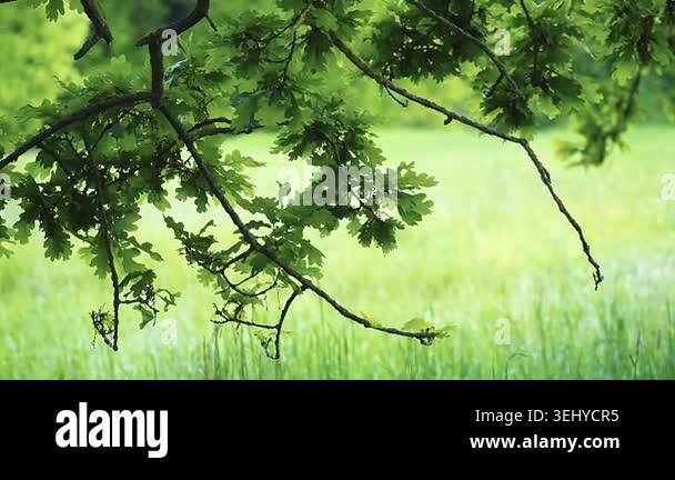 Close up shot of young green oak leaves on branches swaying in a gentle ...