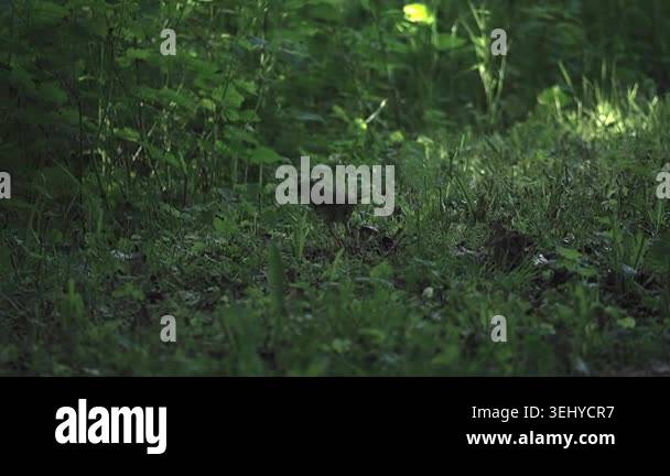 A small wild bird thrush or nightingale foraging on the ground among ...