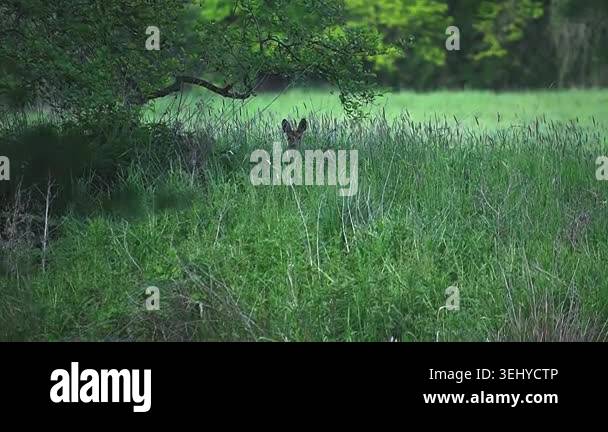 A cautious roe deer peaks out from a lush green meadow near the forest ...