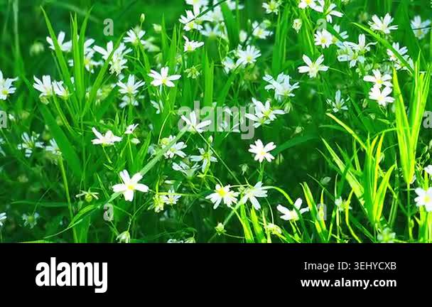 Close up shot of delicate white wildflowers stellaria holostea growing ...