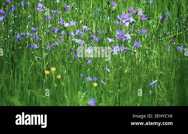 A field of delicate violet wild bellflowers campanula swaying in a lush ...