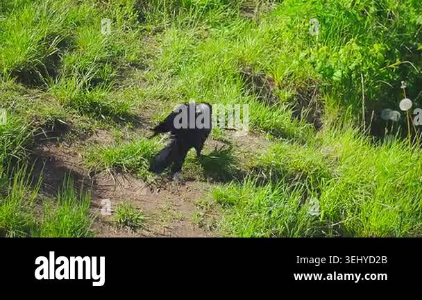 A wet hooded crow standing on a sunny green hillside and preening its ...