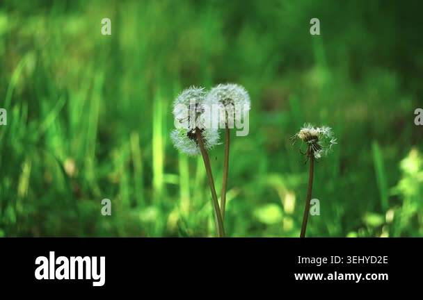 Close up shot of ripe dandelion seed heads standing in bright green ...