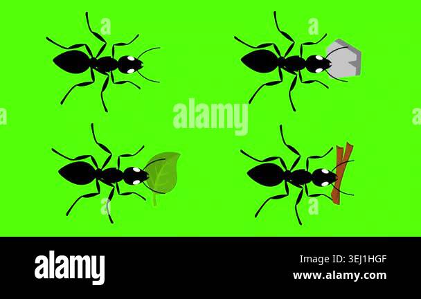 Ants carrying a leaf, twigs, and a stone on a green screen. Chroma key ...