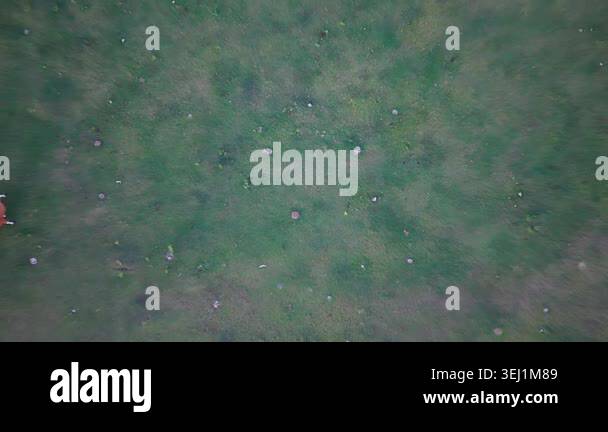 Aerial view of a herd of brown cows grazing in a vibrant green pasture ...