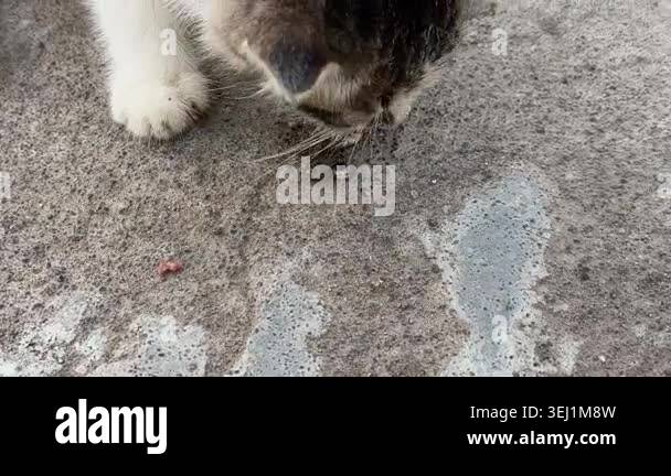 Close up of a stray cat eating fish head on the concrete street Stock ...