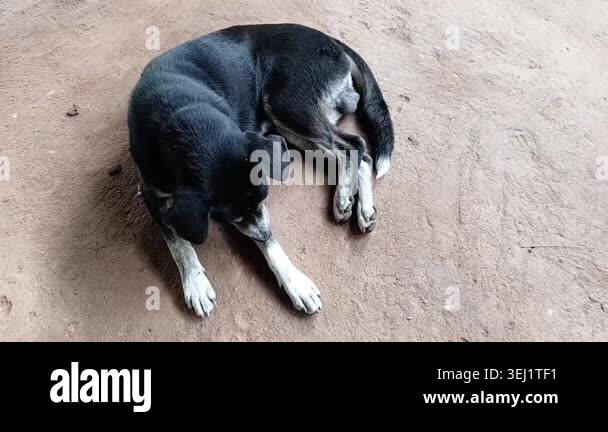 A calm and relaxed pet dog resting comfortably on a natural mud and ...