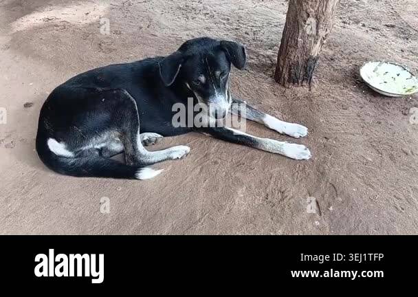 A friendly and excited pet dog wags its tail vigorously, showing ...
