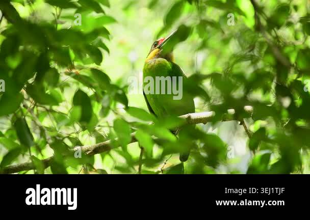 Close-up footage of a wild bird perched on a tree branch in a dense ...