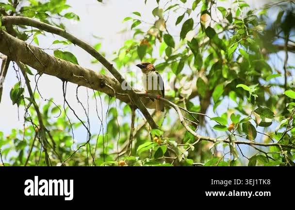 Close-up footage of a wild bird perched on a tree branch in a dense ...