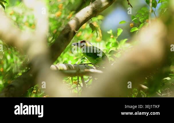 Close-up footage of a wild bird perched on a tree branch in a dense ...