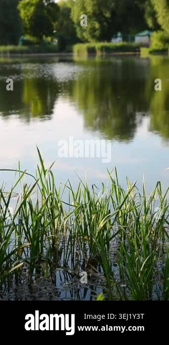 Lush green grass moves softly in the tranquil lake. The water perfectly ...