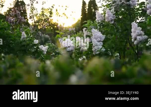 The camera slowly pans across a vibrant garden filled with blooming ...