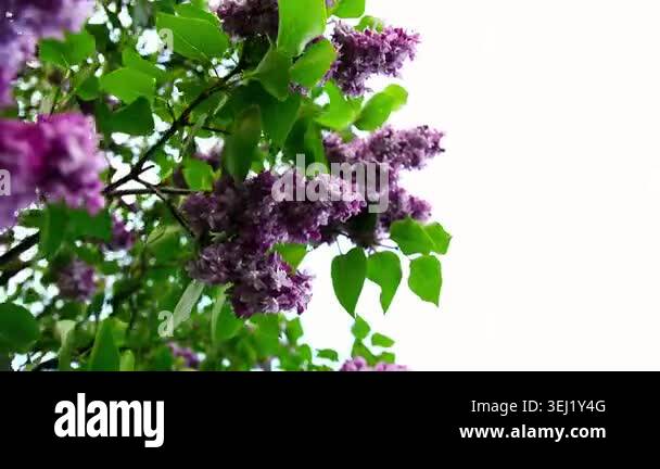 Lush purple lilac flowers with green leaves move softly against a clear ...