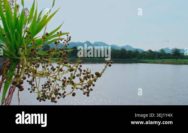 Video of scenic lake with green hills and plant foreground, showing ...