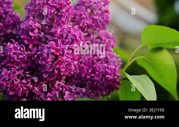 A close up view of beautiful purple lilac blossoms moving subtly ...