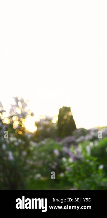 The sun gently shines through the leaves of blooming lilac bushes. Soft ...