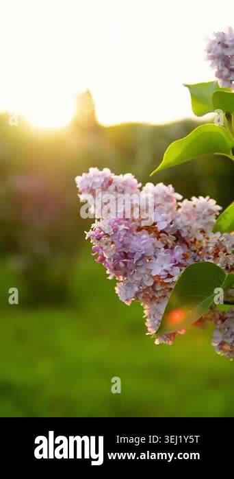A cluster of delicate lilac flowers moves subtly against a soft green ...