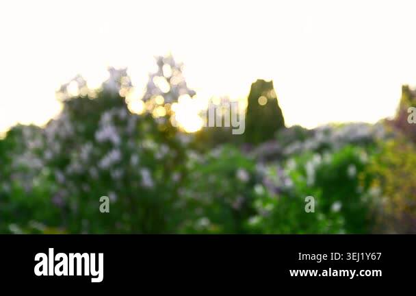 The sun gently shines through the leaves of blooming trees, creating a ...