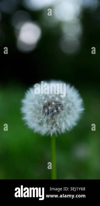 A delicate dandelion seed head moves subtly against a blurred green ...