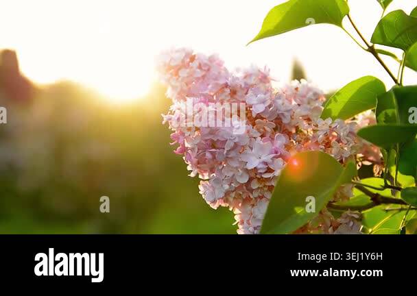 A close up of vibrant lilac flowers moving with the wind. The sun sets ...