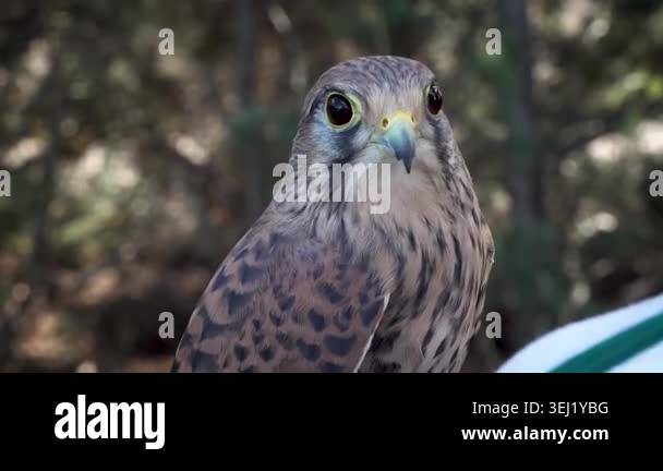 Little spanish falcon close up. High quality 4k footage Stock Video ...