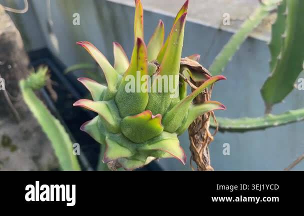 Young Dragon Fruit Flower Bud Green Red Pitaya Bloom Growth Stage Close ...