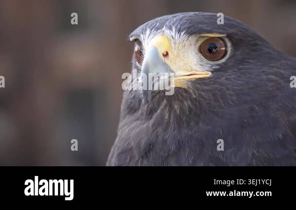 Spanish eagle close up. High quality 4k footage Stock Video Footage - Alamy