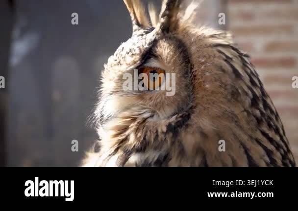Spanish owl close up. High quality 4k footage Stock Video Footage - Alamy
