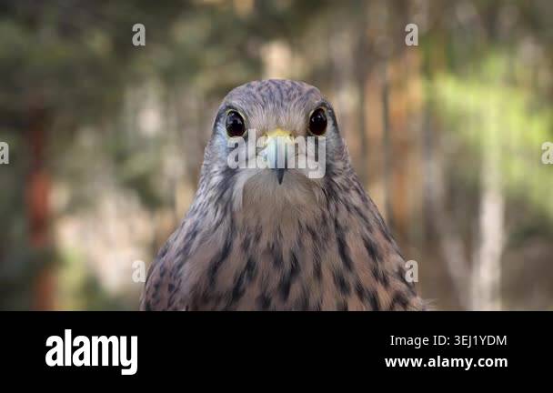 Little spanish falcon close up. High quality 4k footage Stock Video ...