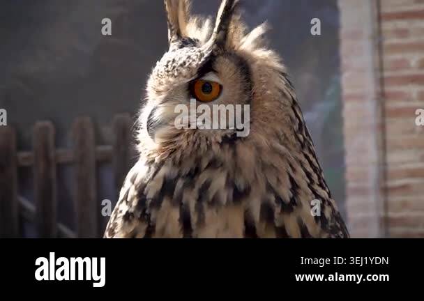 Spanish owl close up. High quality 4k footage Stock Video Footage - Alamy