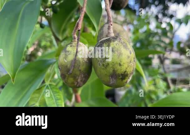Raw Hog Plum Green Ambarella Hanging on Tree Sour Tropical Fruit Close ...