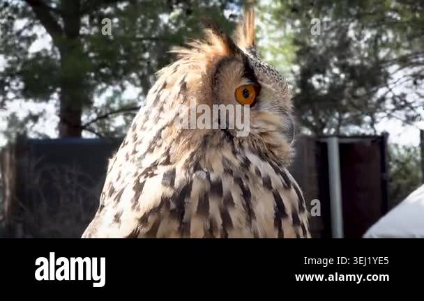 Spanish owl close up. High quality 4k footage Stock Video Footage - Alamy