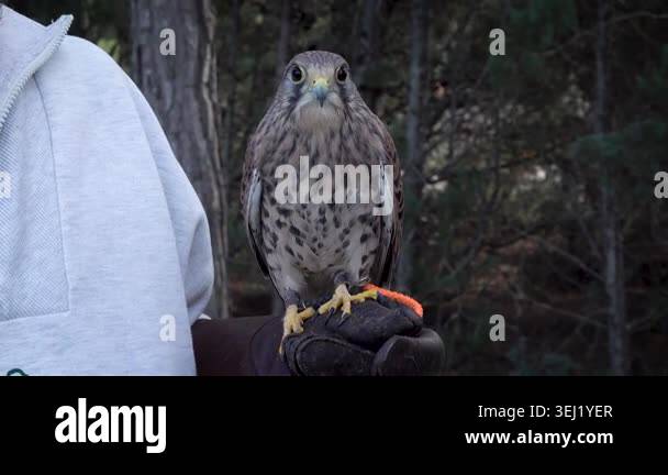 Little spanish falcon close up. High quality 4k footage Stock Video ...
