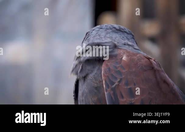 Spanish eagle close up. High quality 4k footage Stock Video Footage - Alamy
