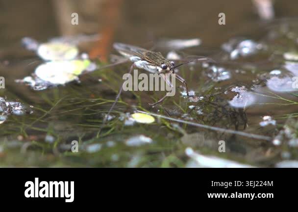 Extreme macro of water strider standing on pond surface with submerged ...