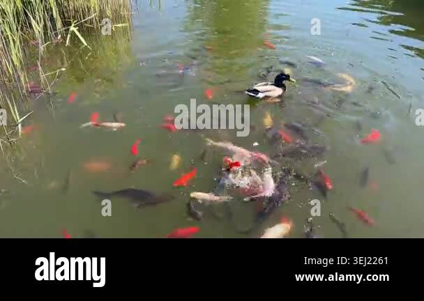 Colorful koi fish and duck swimming together in peaceful pond with ...