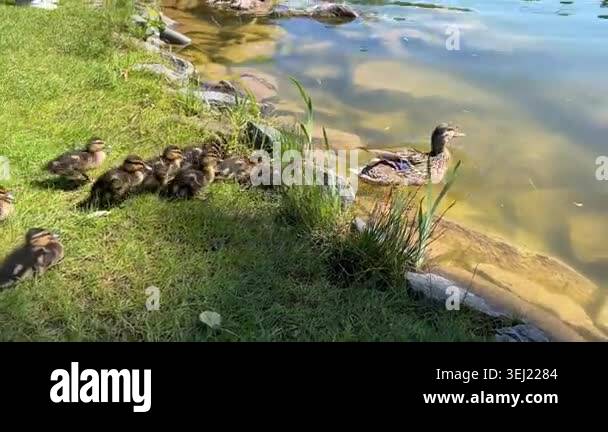 Duck family swimming in peaceful pond with cute ducklings and sunny ...