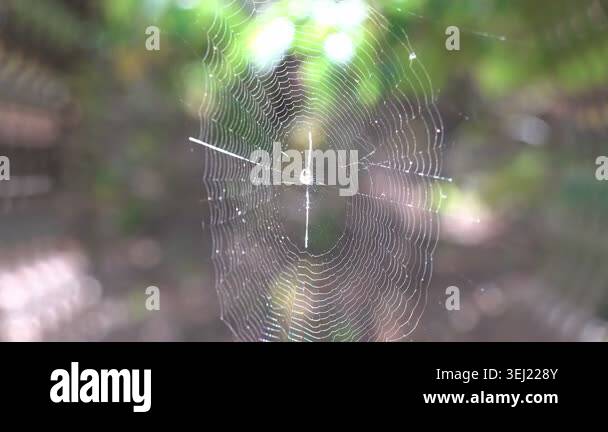 Macro close up of orb spider web with small spider at center, sunlight ...