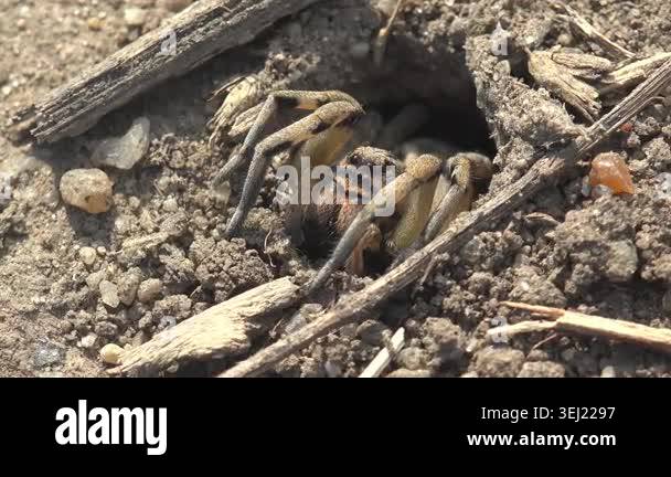 Close-up wildlife footage of a spider sitting in sandy underground ...