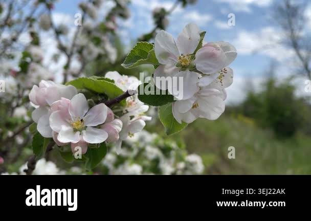 Close up of fresh apple blossoms with white petals, pink buds and ...