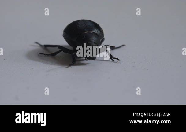 Macro close-up of a black darkling beetle on a clean grey studio ...