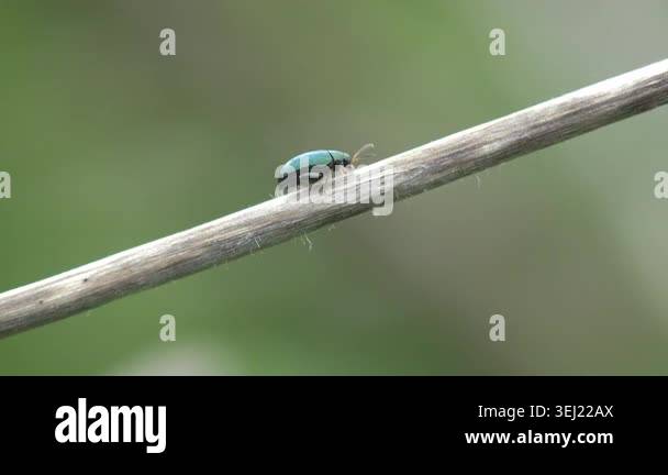 Macro close-up of a small metallic green leaf beetle crawling along a ...
