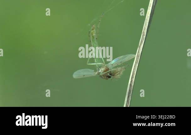 Macro of a single male midge tangled and hanging in a thin spider silk ...