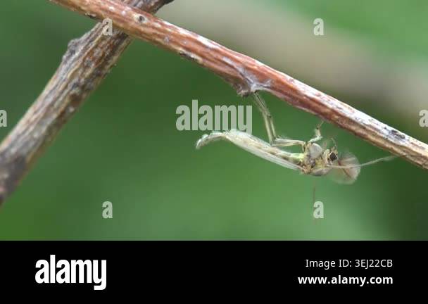 Close-up macro video of a small winged insect hanging under a dry ...