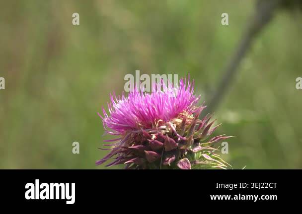 Macro nature footage of a bee on blooming pink thistle flower with soft ...