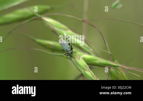 Detailed macro video of a metallic green beetle on wild grass with soft ...