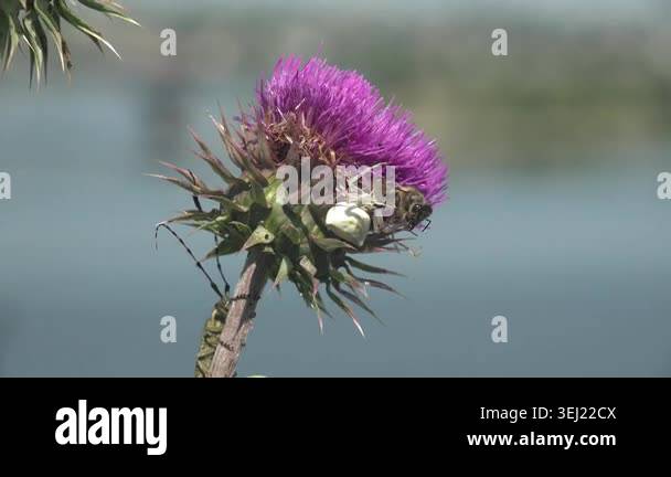 Detailed macro footage of white crab spider holding honey bee on ...